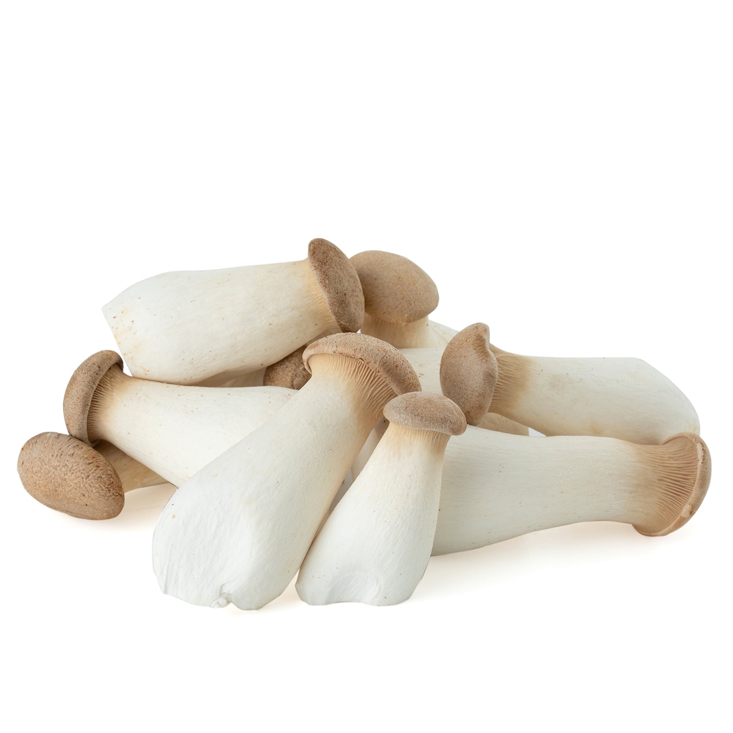 Comprar Seta Mini Eryngii | Caja de 3Kg | Para Restaurantes