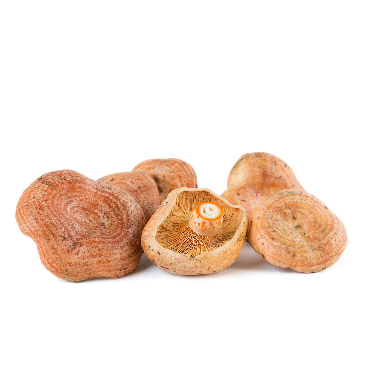 Comprar Níscalos Frescos | 3Kg | Setas frescas